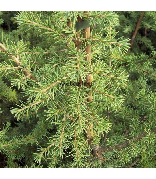 Cedrus libani - Pépinières Bauchery