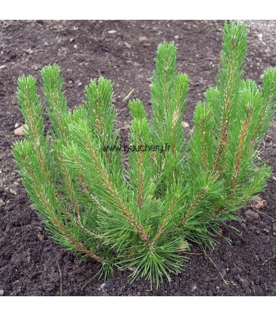 Pinus - Pépinières Bauchery