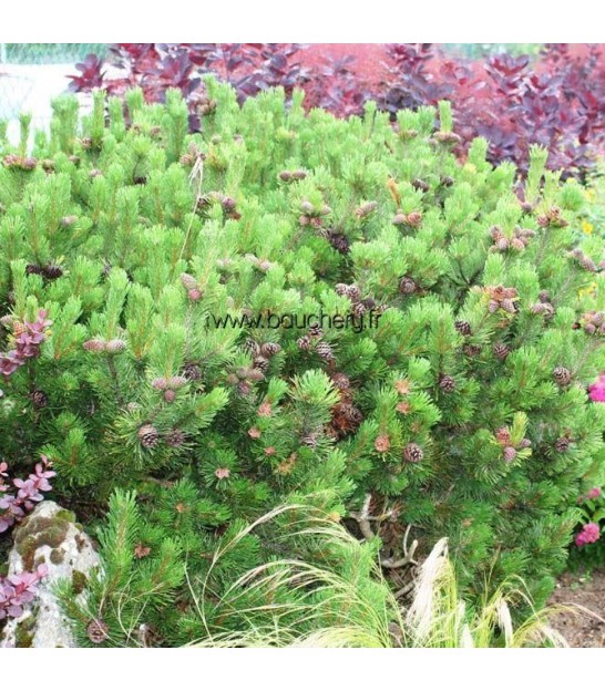 Pinus mugo - Pépinières Bauchery