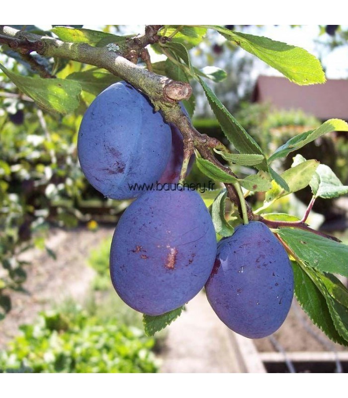 Prunier Quetsche d'Alsace