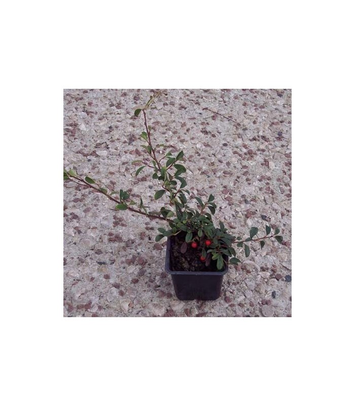 COTONEASTER dammeri Major