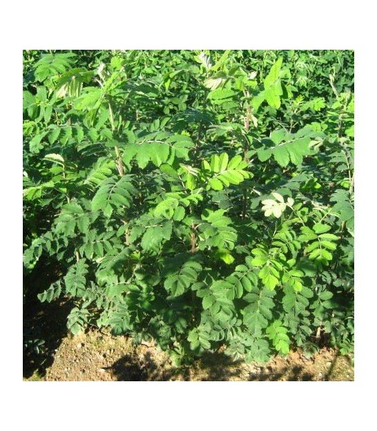 Sorbus domestica - Pépinières Bauchery