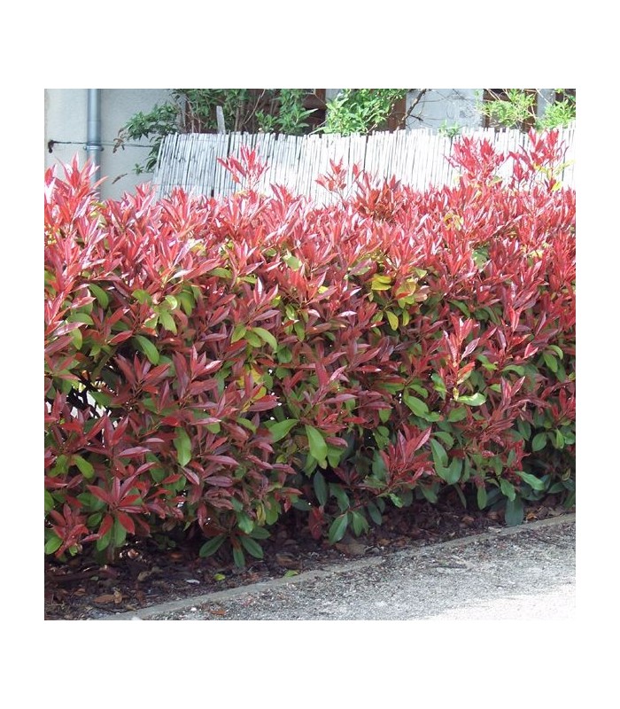 HAIE PHOTINIA Kit de 10 mètres