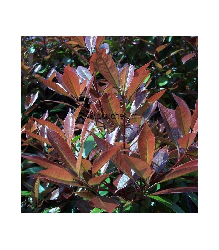 HAIE PHOTINIA Kit de 10 mètres