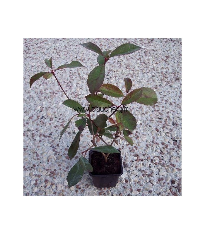HAIE PHOTINIA Kit de 10 mètres
