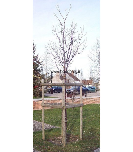 Tuteurage des arbres d'ornement - Pépinières Bauchery