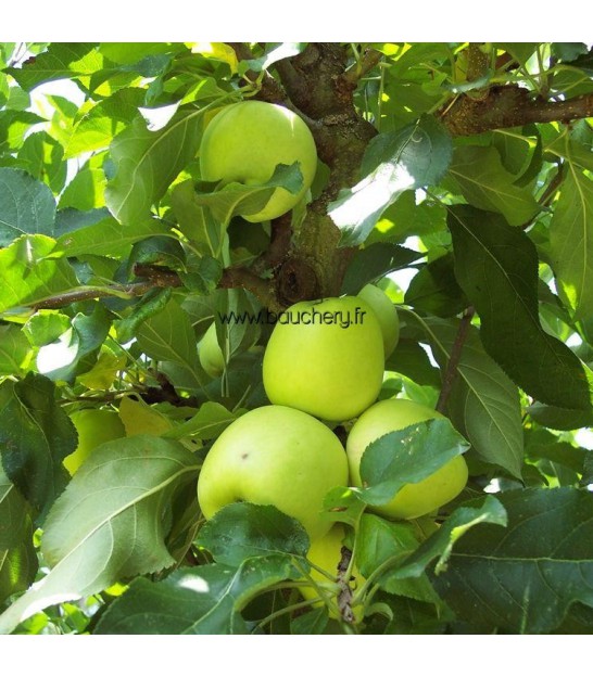 Pommiers, scion, tige, demi-tige, verrier, quenouille - Pépinières Bauchery