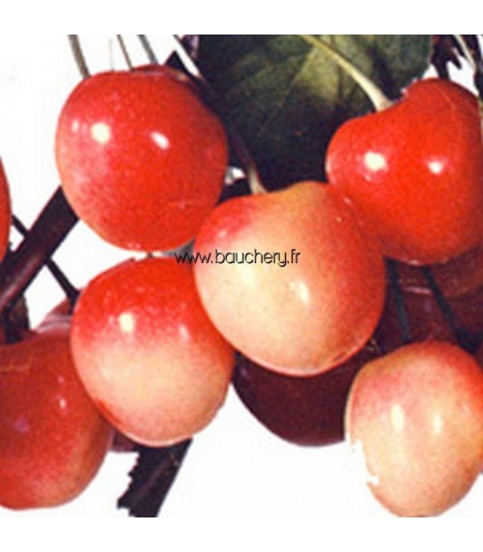 Cerise Bigarreau Napoléon