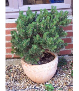 Pinus - Pépinières Bauchery