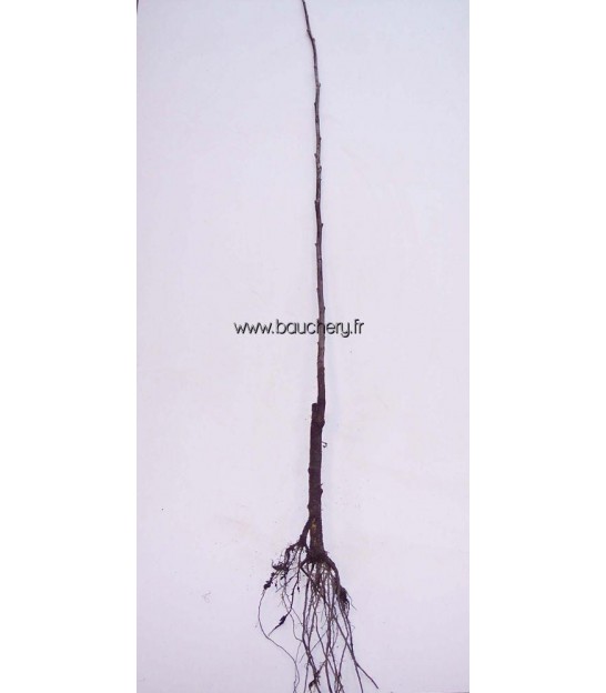 Populus alba - Pépinières Bauchery