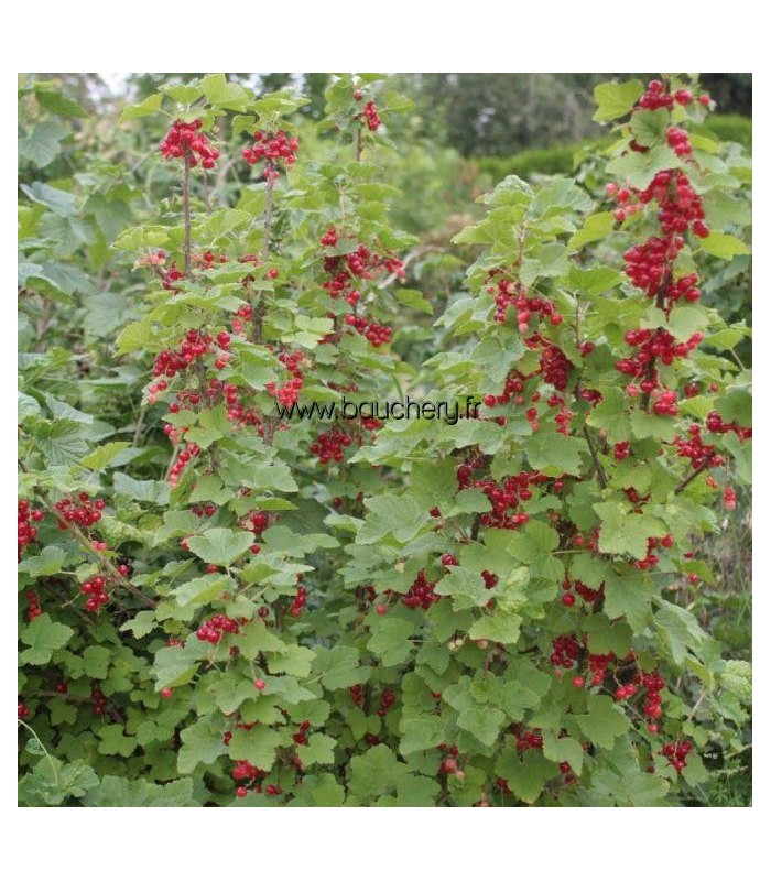 Groseillier à grappes - fruits rouges