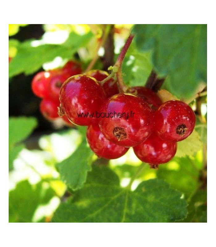 Groseillier à grappes - fruits rouges