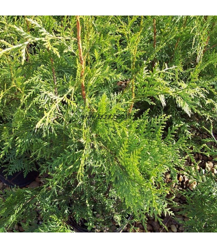 THUJA plicata / THUYA DE LOBB