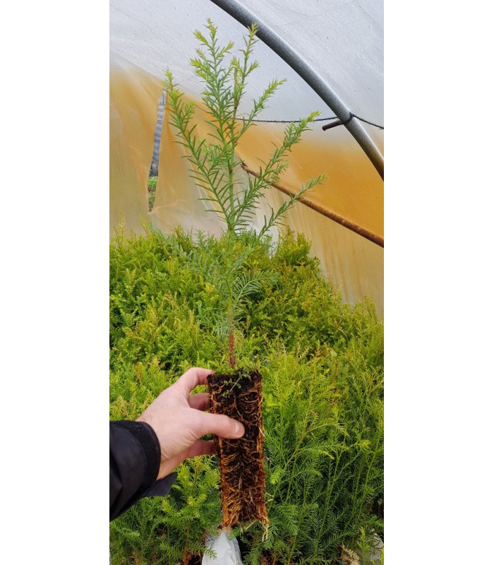 SEQUOIADENDRON giganteum / SEQUOIA GEANT