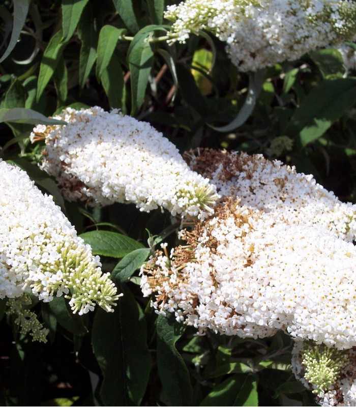 BUDDLEJA davidii White Profusion / ARBRE A PAPILLONS WHITE PROFUSION