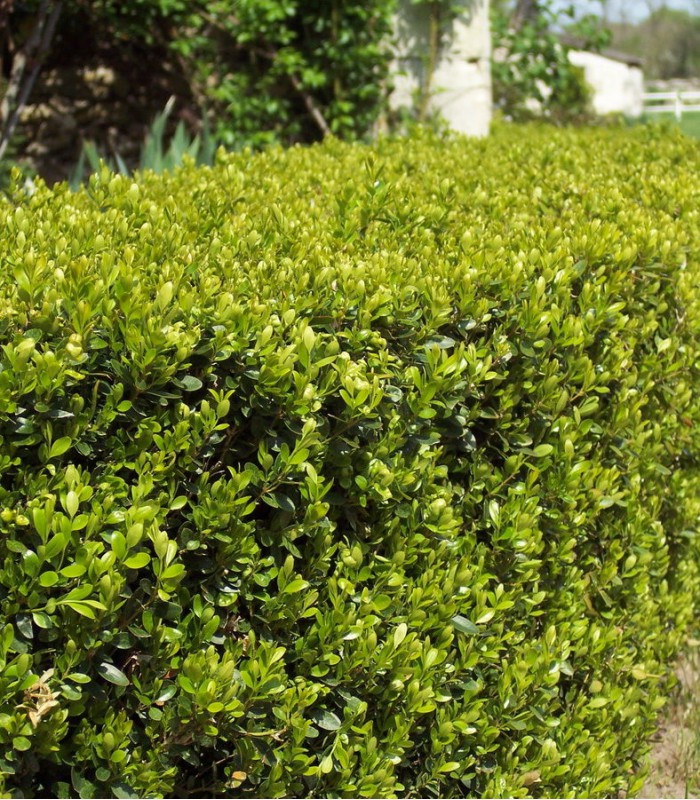 BUXUS sempervirens / BUIS COMMUN