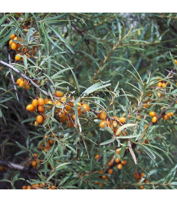 HIPPOPHAE rhamnoides / ARGOUSIER
