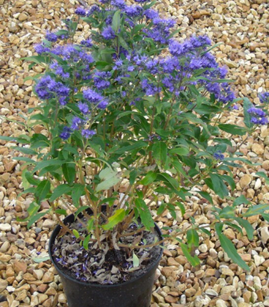 Caryopteris - clandonensis - Pépinières Bauchery