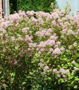 Ceanothus pallidus - Pépinières Bauchery