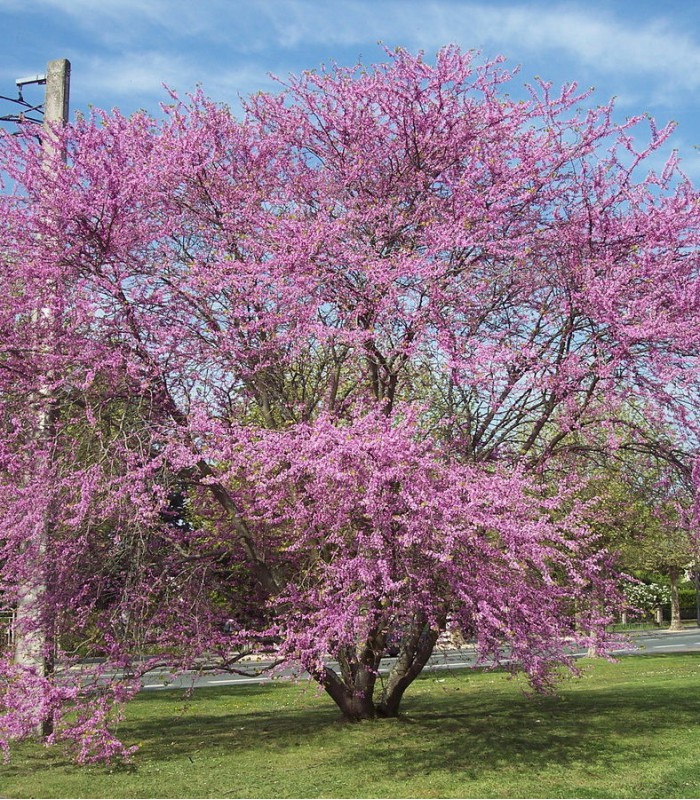 CERCIS siliquastrum / ARBRE DE JUDEE