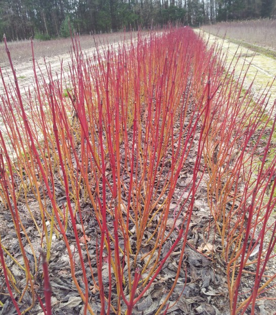 Cornus alba - Cornouiller blanc - Pépinières Bauchery