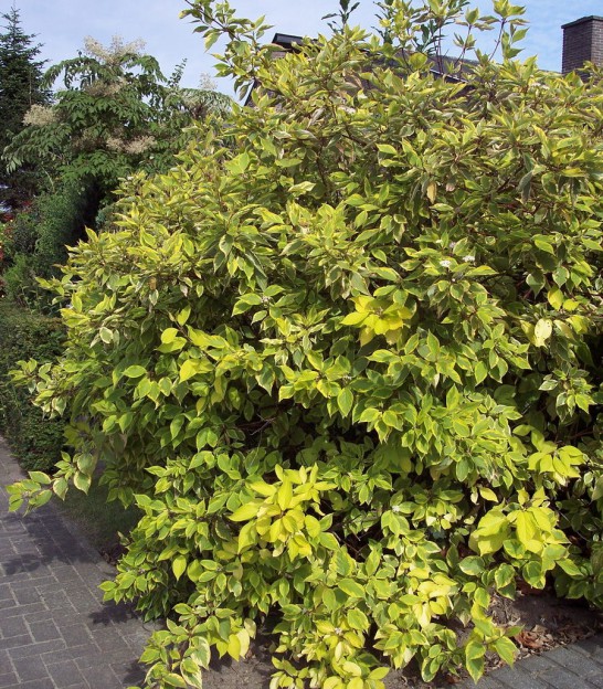 Cornus alba - Cornouiller blanc - Pépinières Bauchery