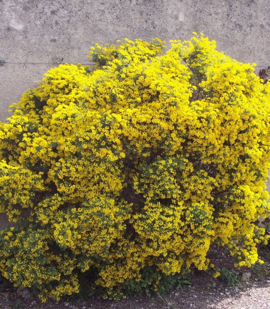 Coronilla emerus - Coronille des jardins - Pépinières Bauchery