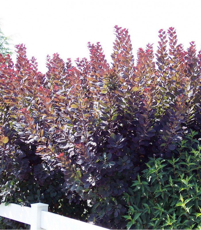 COTINUS coggygria Royal Purple / ARBRE A PERRUQUES POURPRE