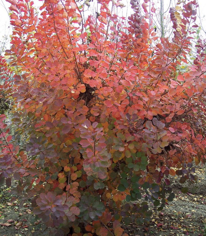 COTINUS coggygria Royal Purple / ARBRE A PERRUQUES POURPRE
