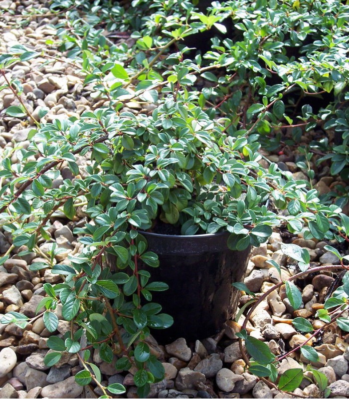 Accueil > Les plantes > Promotions > Cotoneaster Dammeri Major
