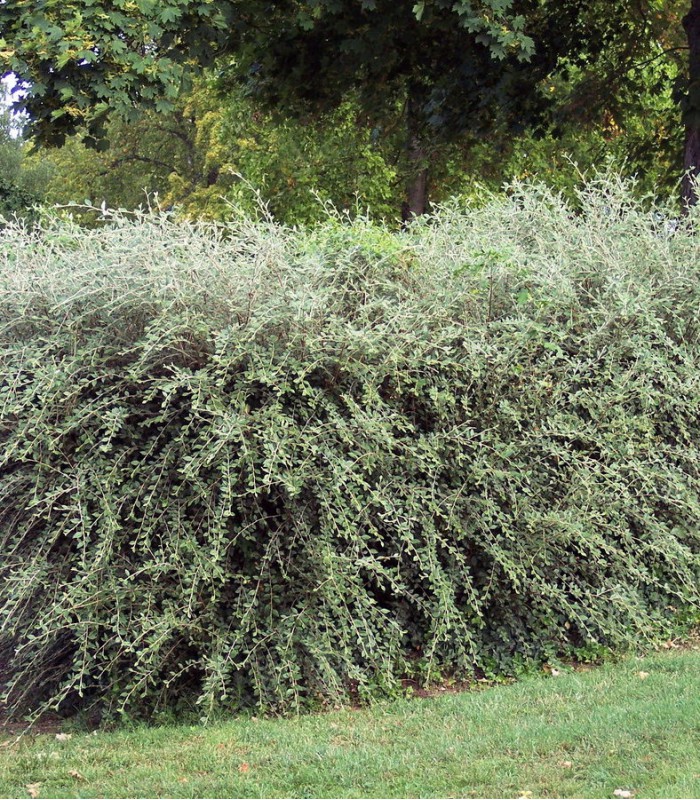 COTONEASTER franchetii
