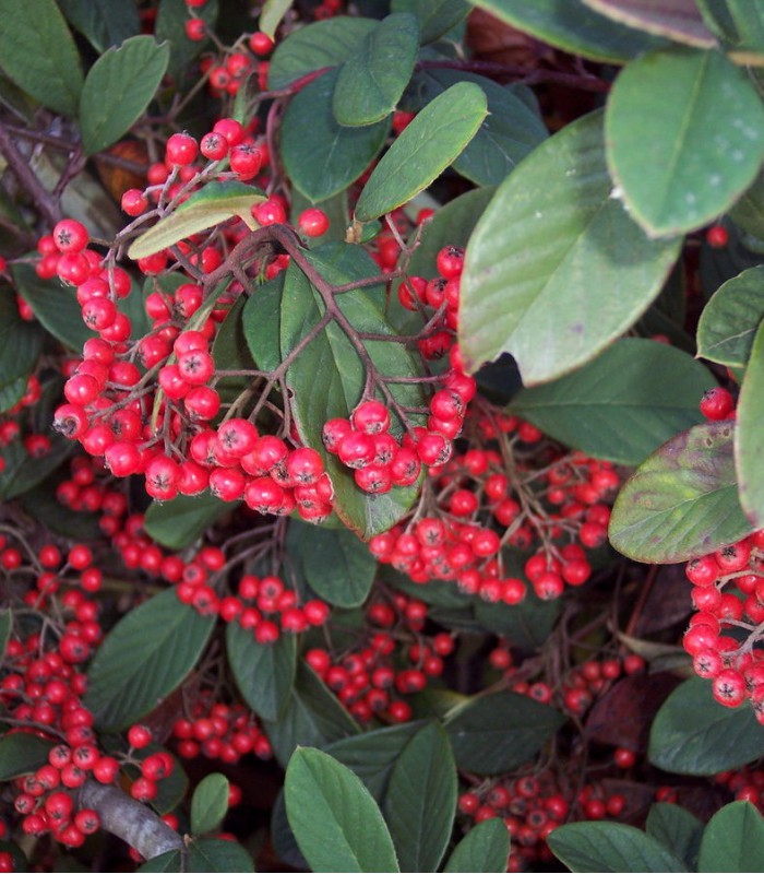 COTONEASTER lacteus