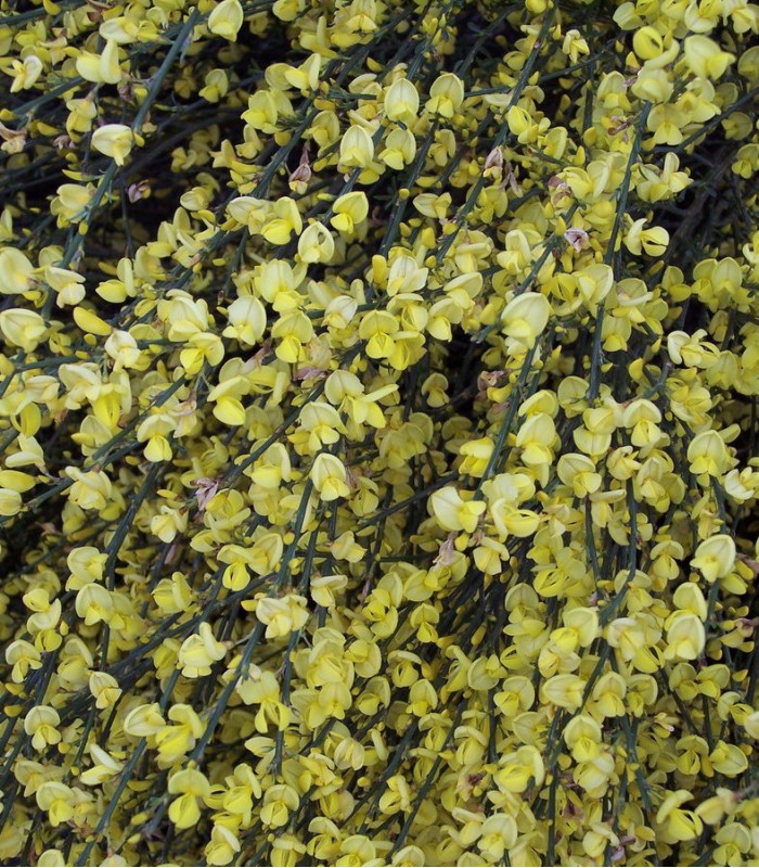 CYTISUS praecox Allgold / GENET ALL GOLD