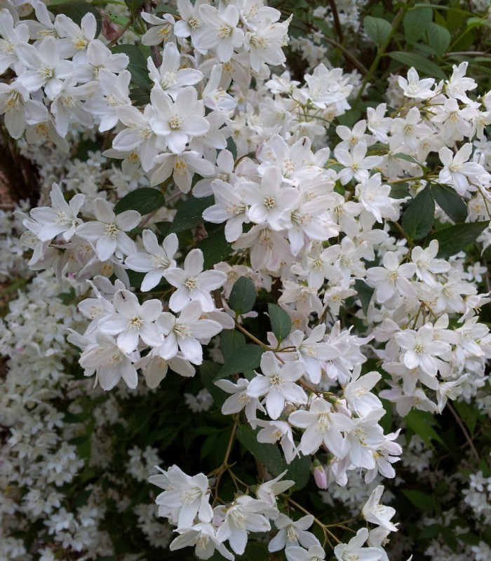 DEUTZIA gracilis
