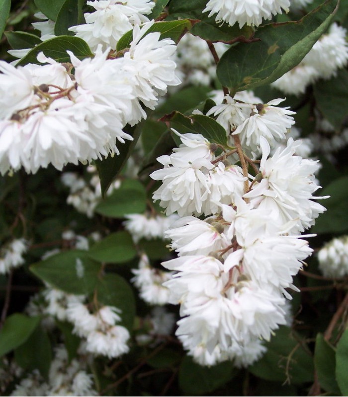 DEUTZIA magnifica