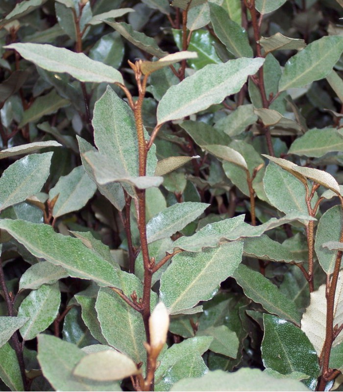 ELAEAGNUS ebbingei