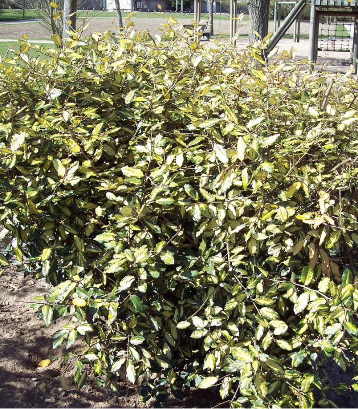 ELAEAGNUS pungens Maculata