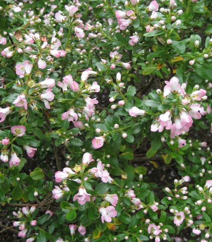 ESCALLONIA Donard Seedling