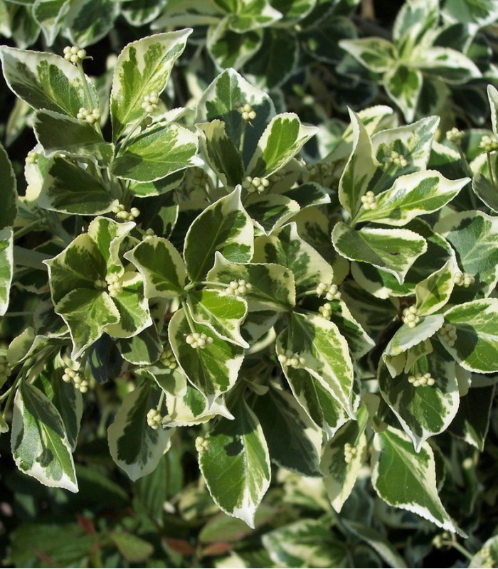 EUONYMUS fortunei Emerald Gaiety / FUSAIN EMERALD GAIETY
