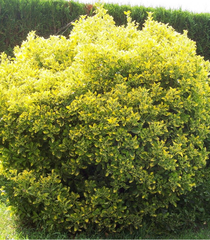 EUONYMUS jap. Aureomarginatus / FUSAIN AUREOMARGINA