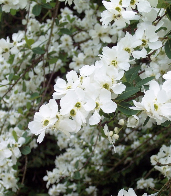 EXOCHORDA macrantha The Bride