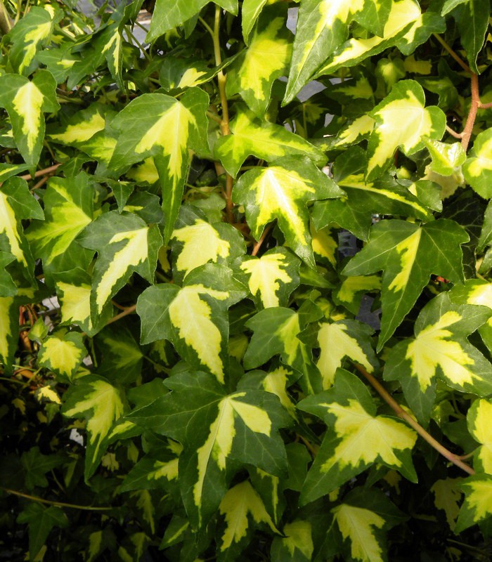HEDERA helix Goldheart / LIERRE GOLDHEART