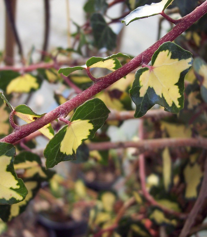 HEDERA helix Goldheart / LIERRE GOLDHEART