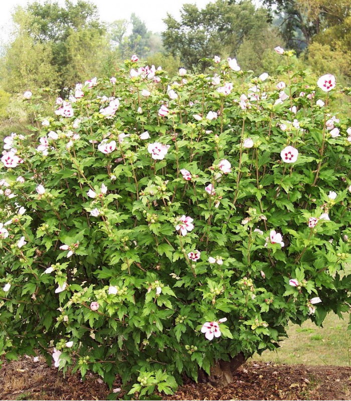 Hibiscus Syriacus Hamabo Althea Hamabo