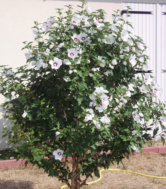 HIBISCUS syriacus Red Heart / ALTHEA RED HEART