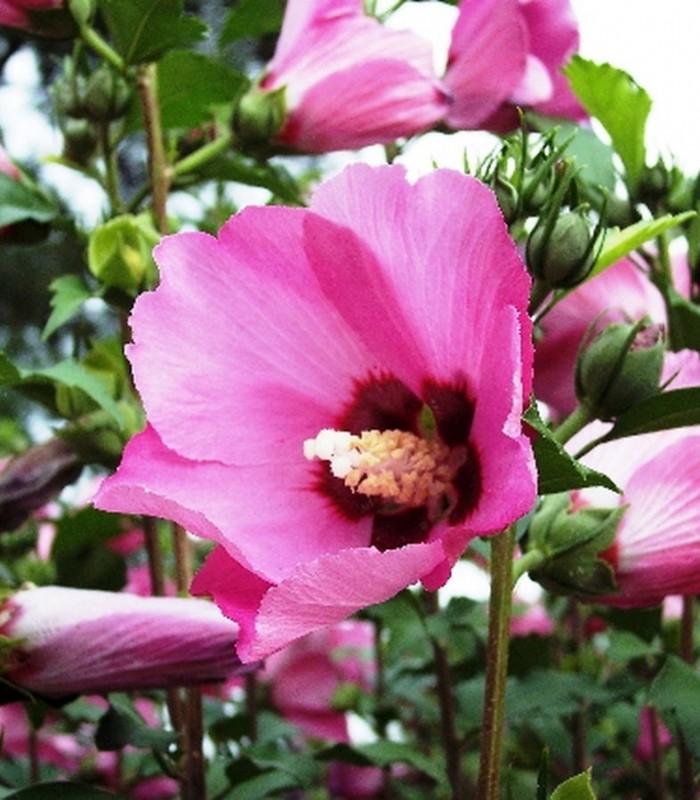 HIBISCUS syriacus Woodbridge / ALTHEA WOODBRIDGE