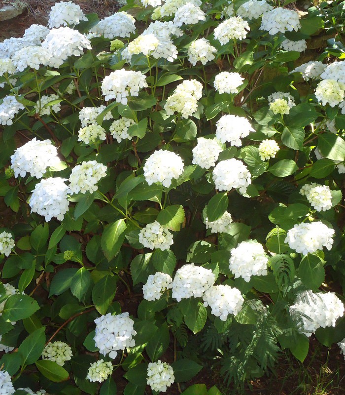 HYDRANGEA macrophylla blanc / HORTENSIA BLANC
