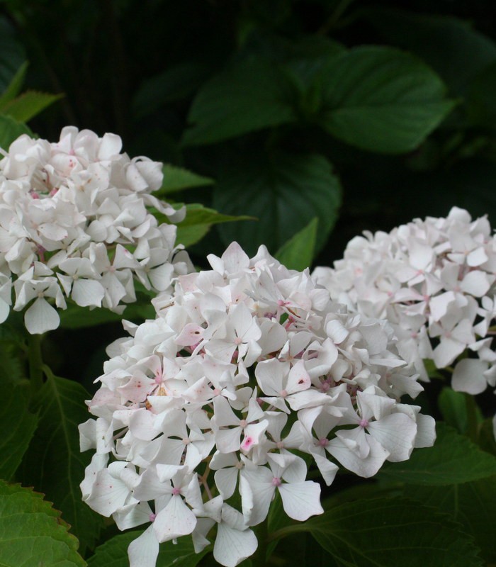 HYDRANGEA macrophylla blanc / HORTENSIA BLANC