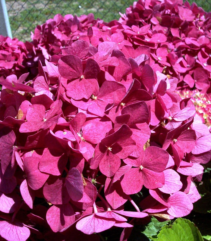 HYDRANGEA macrophylla rouge / HORTENSIA ROUGE