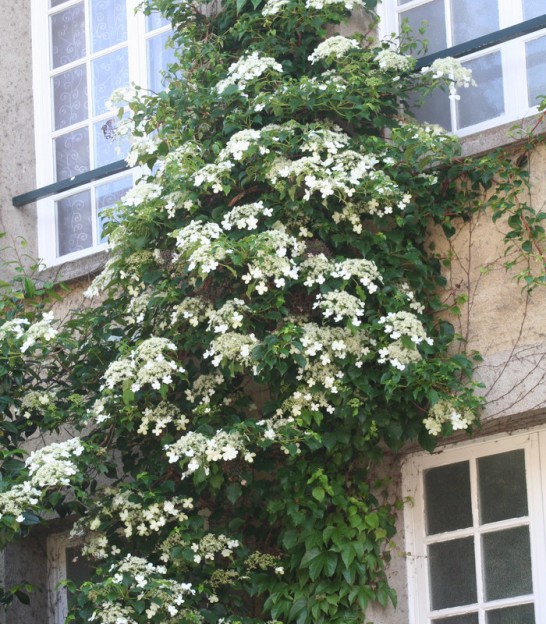 Plantes grimpantes - Pépinières Bauchery